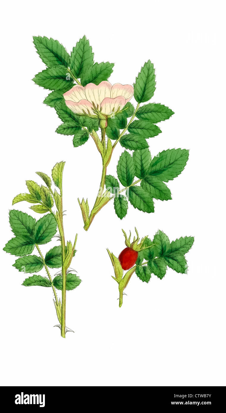 The briar rose hi-res stock photography and images - Alamy