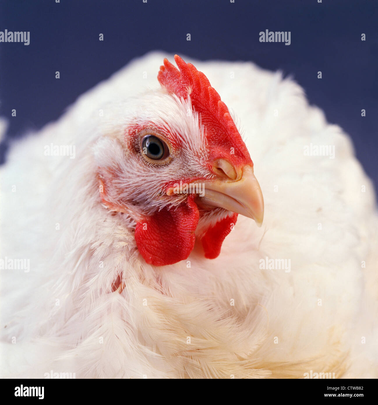 7 WEEK OLD BROILER Stock Photo - Alamy