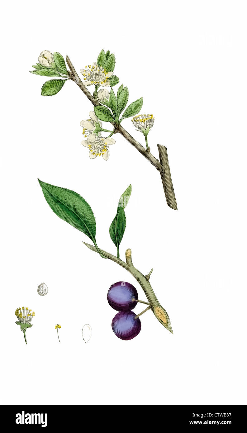 Bullace Stock Photos & Bullace Stock Images - Alamy