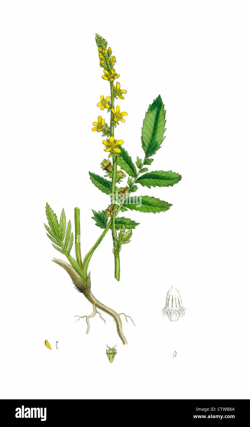 Agrimony leaf hi-res stock photography and images - Alamy