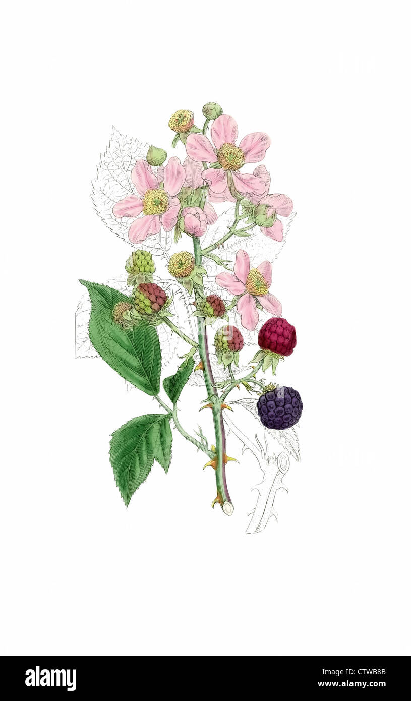 illustration of common bramble by sowerby Stock Photo - Alamy