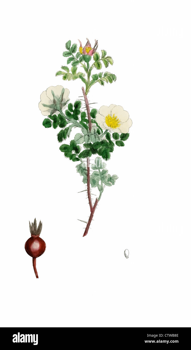 Common burnet rose hi-res stock photography and images - Alamy