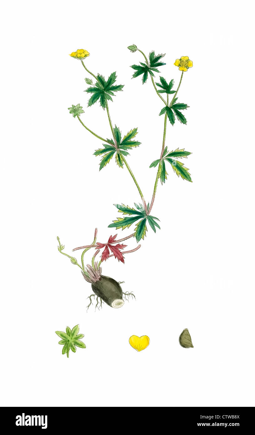 illustration of common tormentil by Sowerby Stock Photo - Alamy