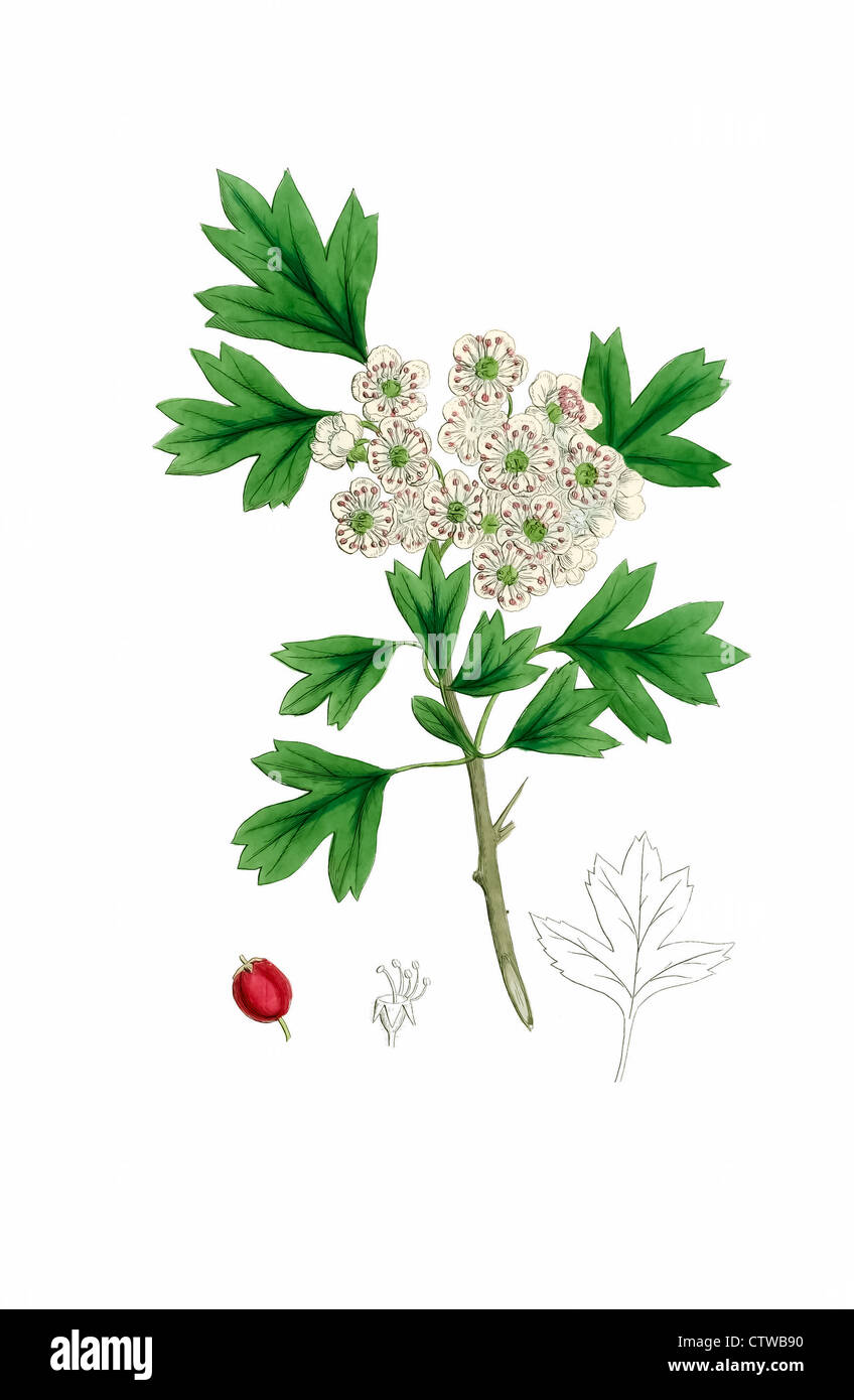 illustration of common white-thorne by sowerby Stock Photo - Alamy