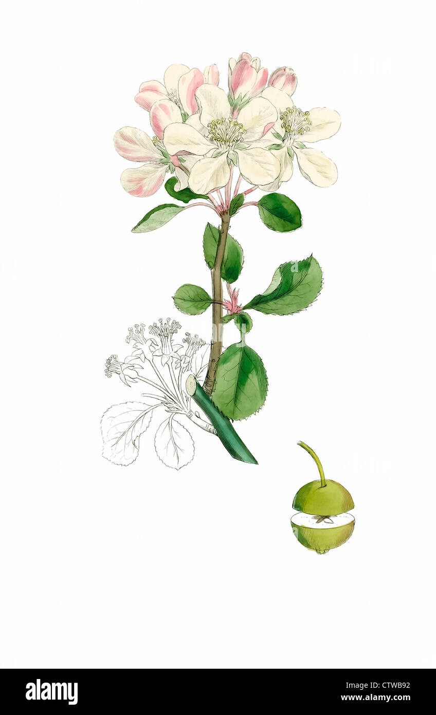 illustration of crab apple by sowerby Stock Photo - Alamy