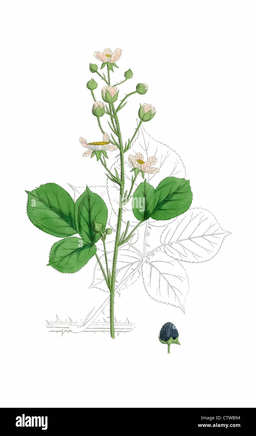 Cuspidate hi-res stock photography and images - Alamy