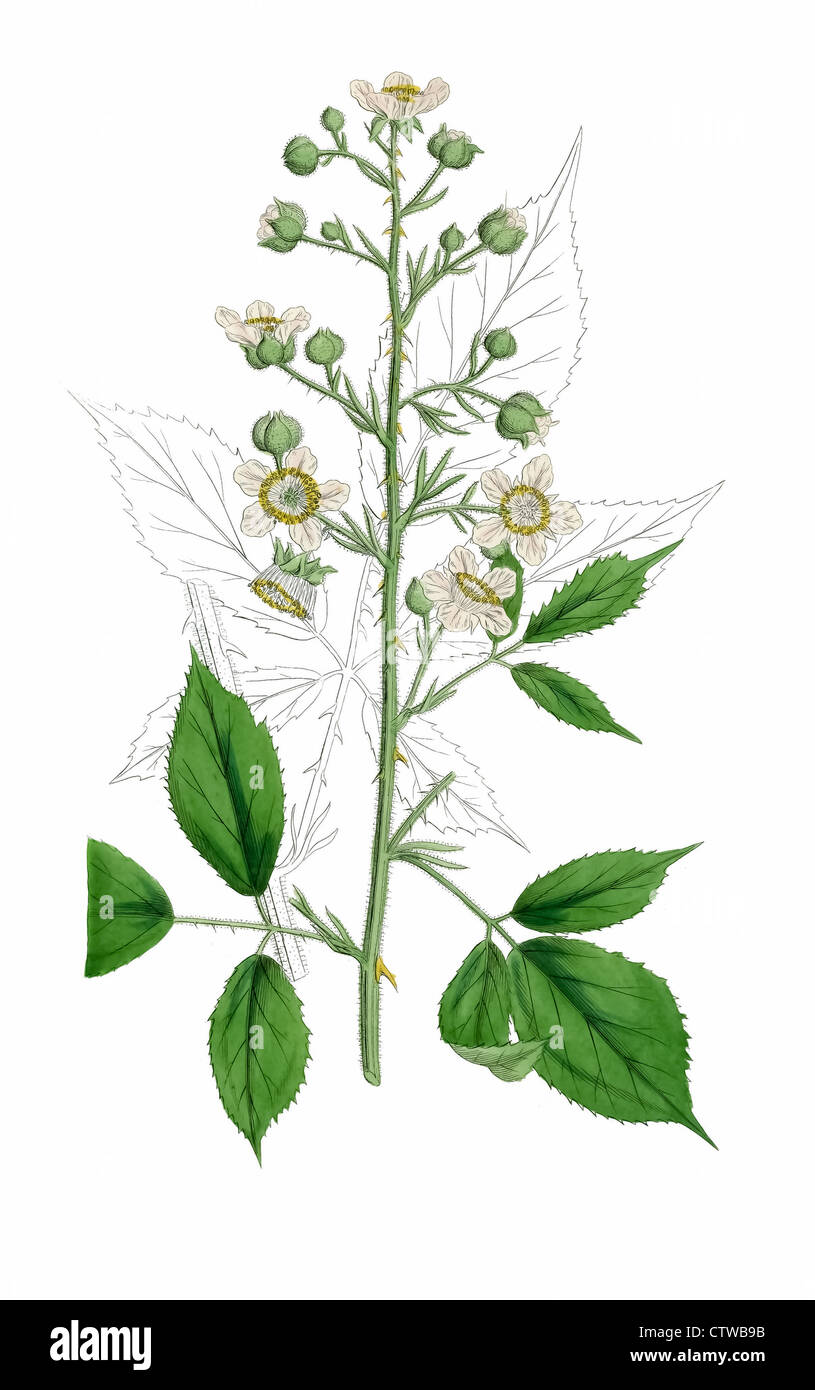 illustration of file stemmed bramble by sowerby Stock Photo - Alamy