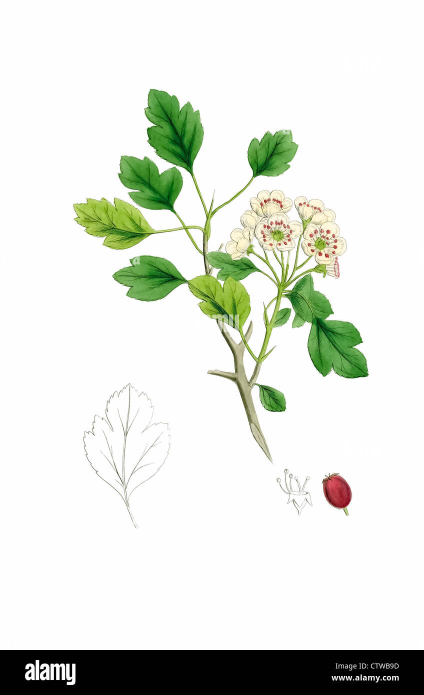 Glabrous hi-res stock photography and images - Alamy