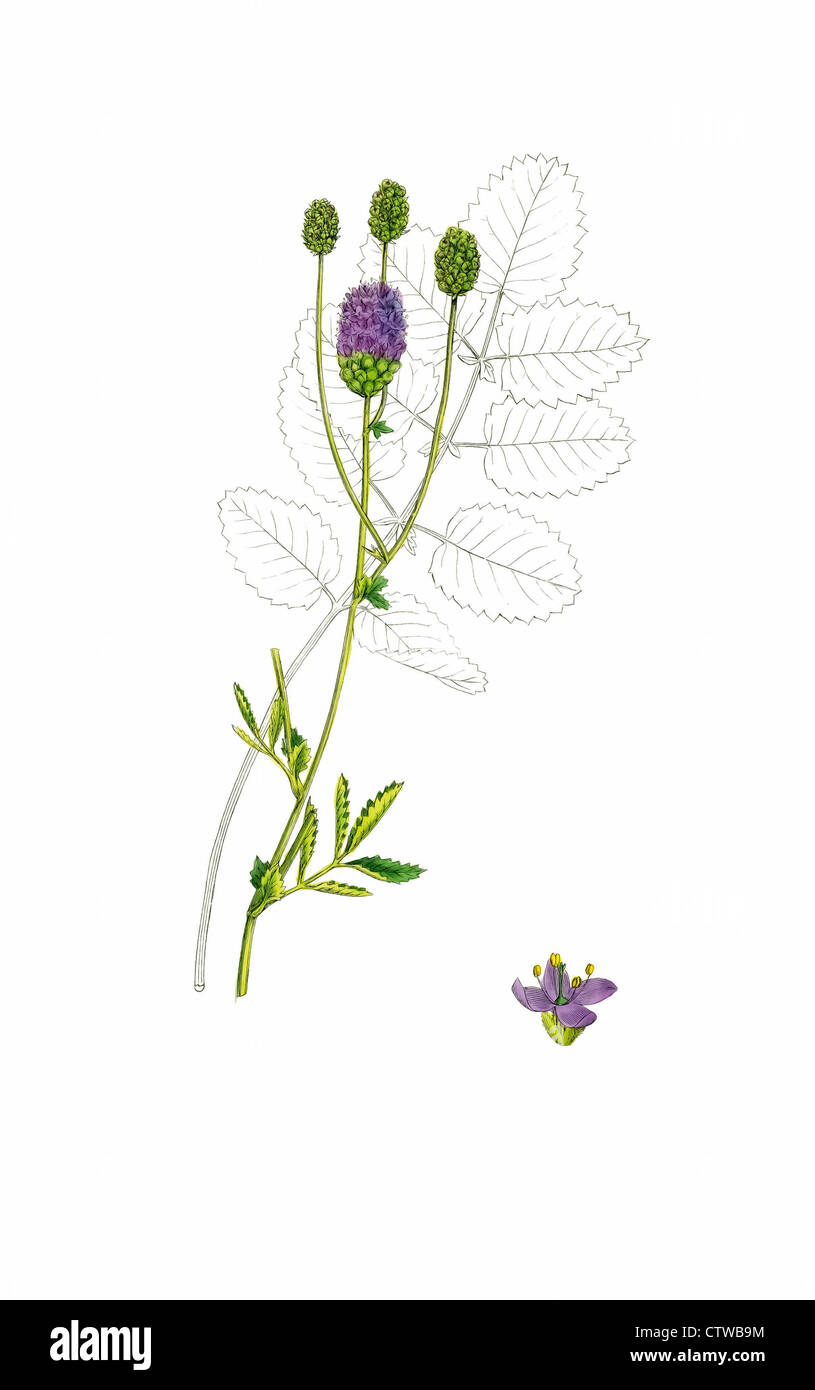 illustration of great burnet by sowerby Stock Photo - Alamy