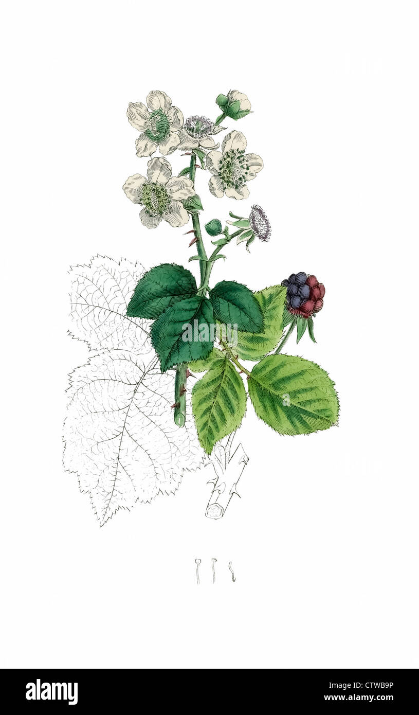 illustration of hazel leaved bramble by sowerby Stock Photo - Alamy