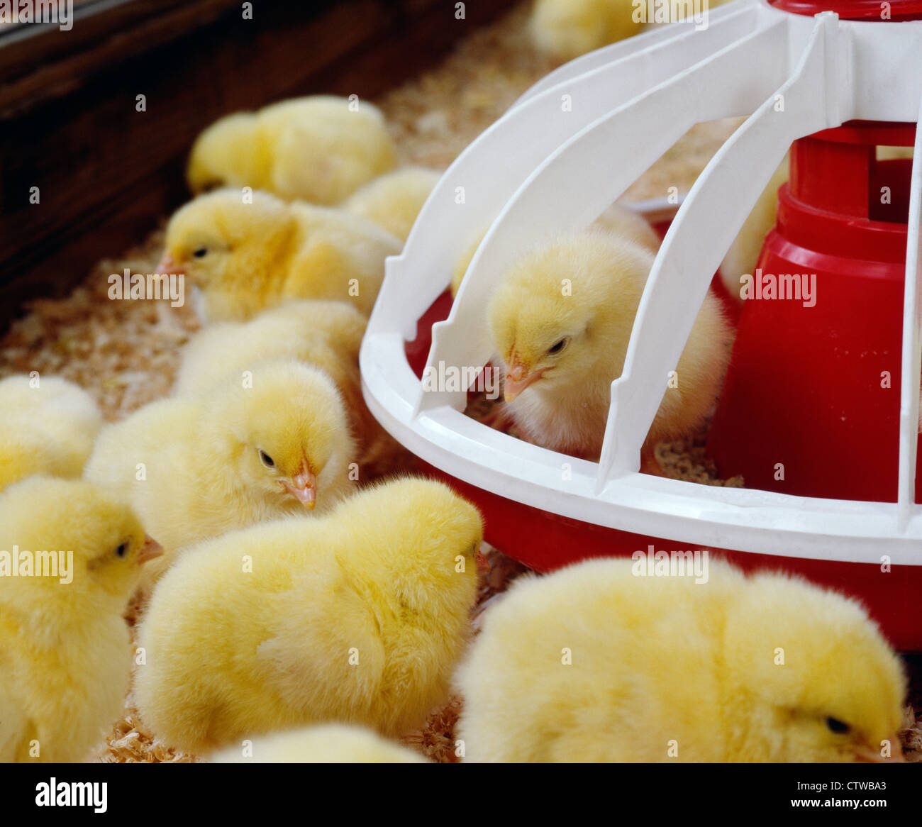 HUBBARD CROSS BROILERS Stock Photo - Alamy