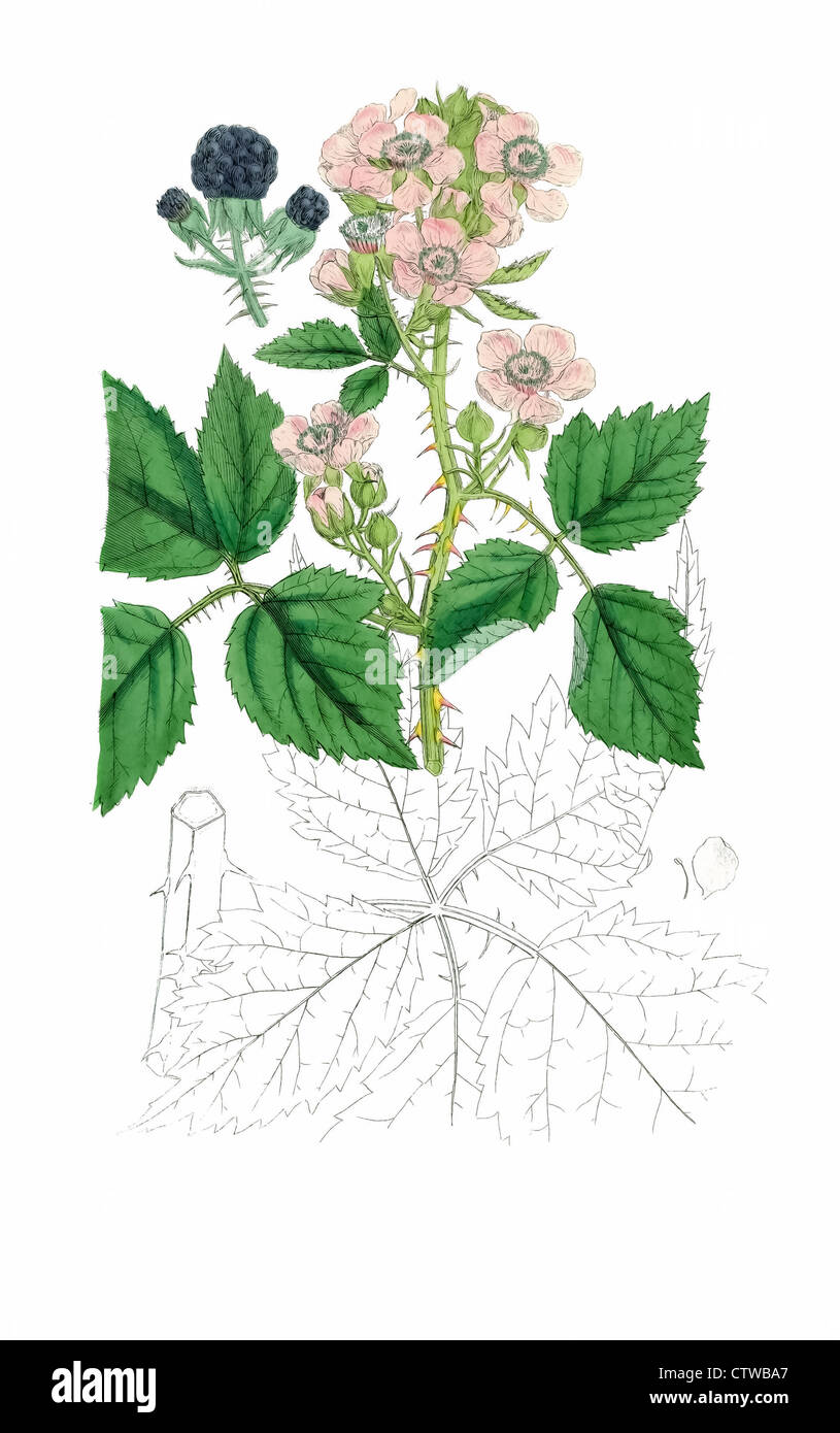 Flowers Illustration Painting Uk Stock Photos & Flowers Illustration ...