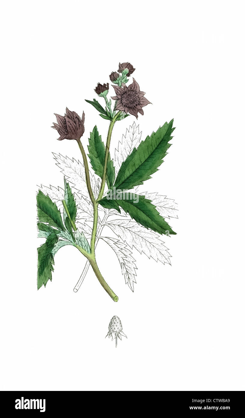 illustration of marsh cinquefoil by Sowerby, Purple Marshlocks, Swamp ...