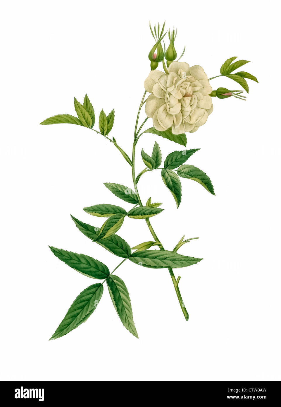 Alba roses hi-res stock photography and images - Alamy