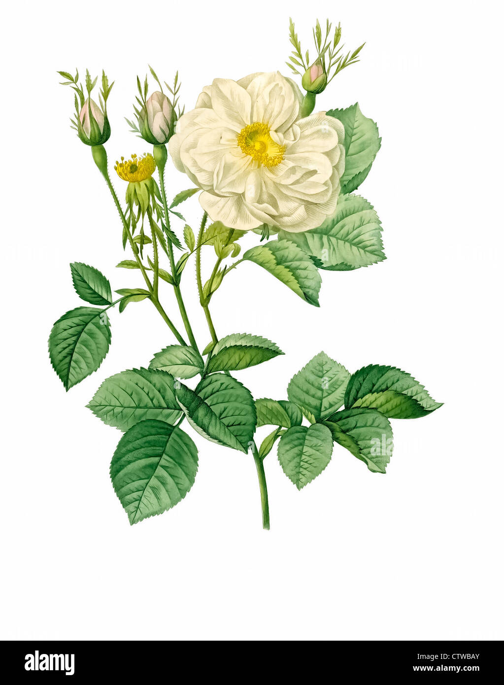 Illustration of rosa alba foliacea Stock Photo - Alamy
