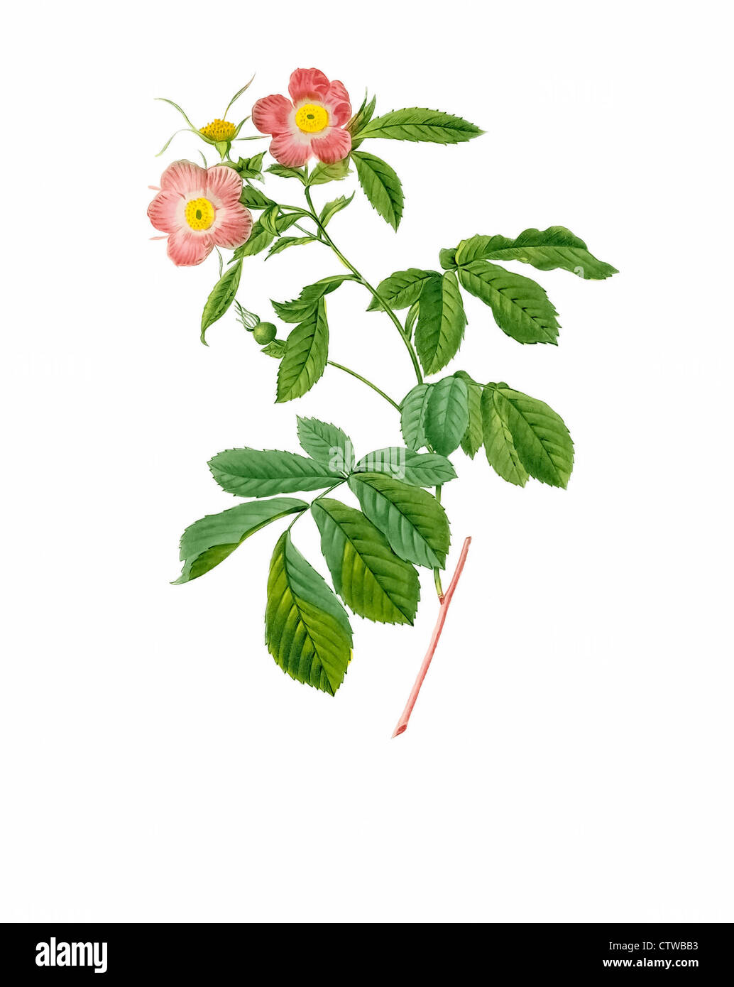 Variegato High Resolution Stock Photography and Images - Alamy