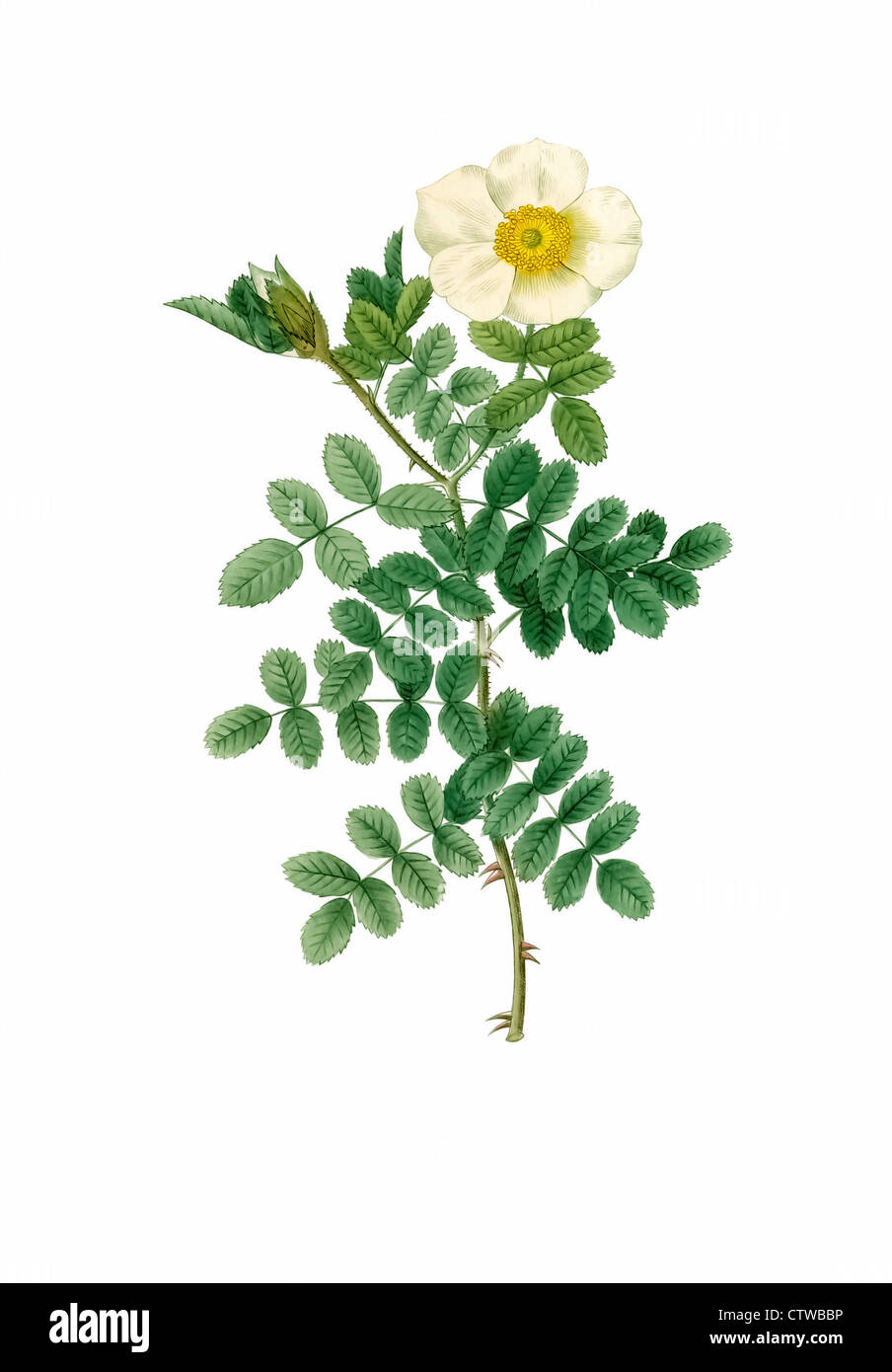 Macartney Rose High Resolution Stock Photography and Images - Alamy