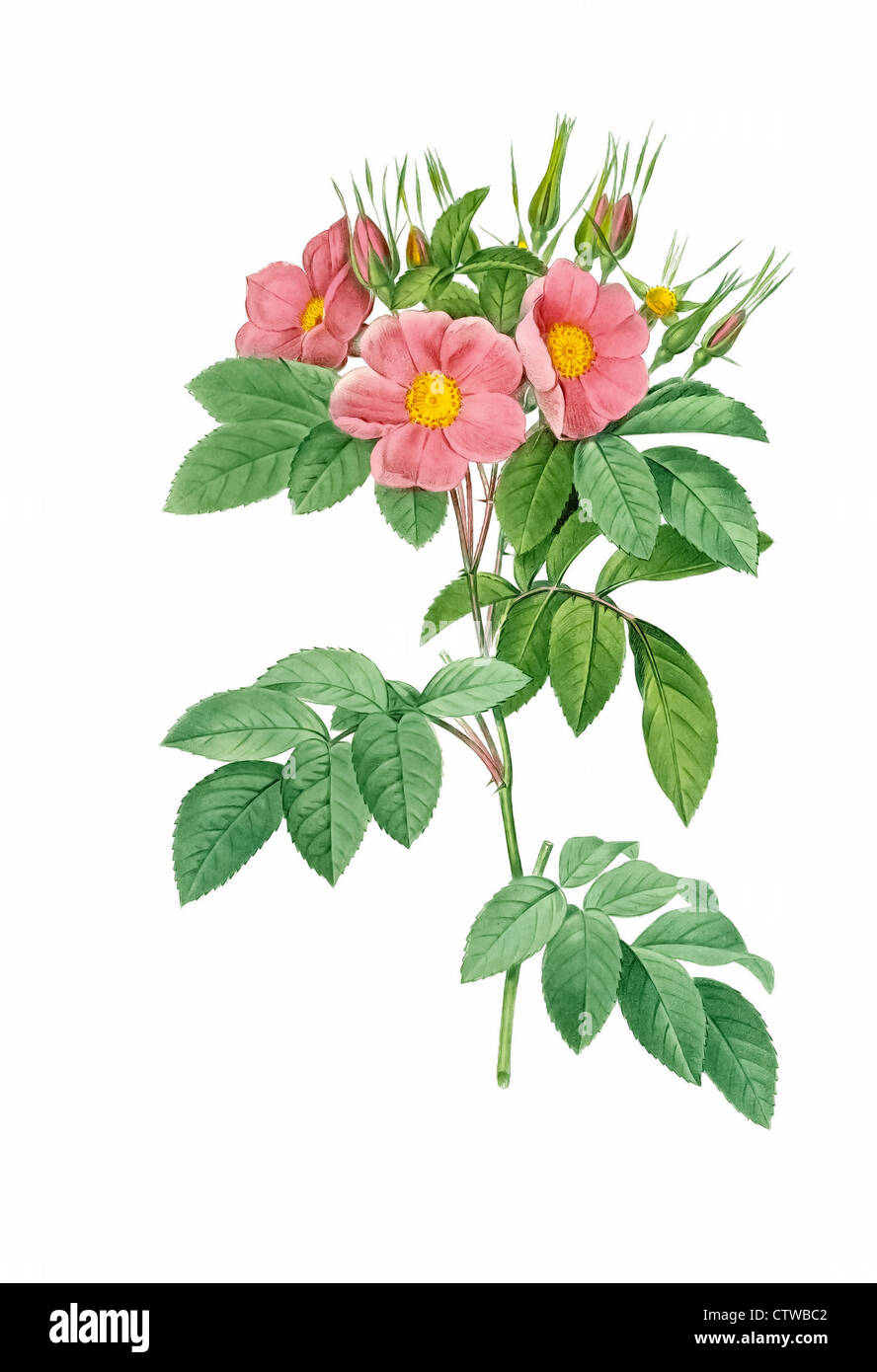Pasture Rose Rosa Carolina High Resolution Stock Photography and Images ...