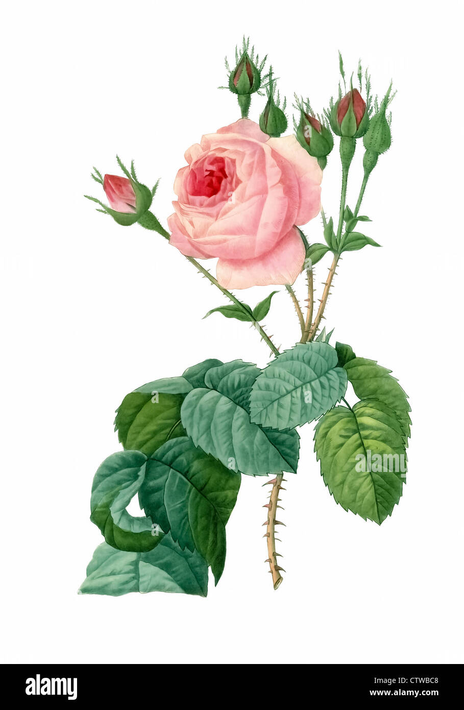 illustration of rosa centifolia bullata, variation of provence rose or ...