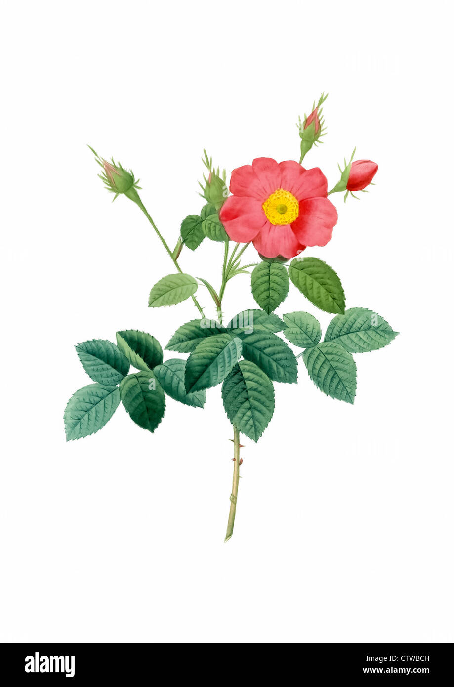 illustration of rosa centifolia simplex, single moss rose Stock Photo ...