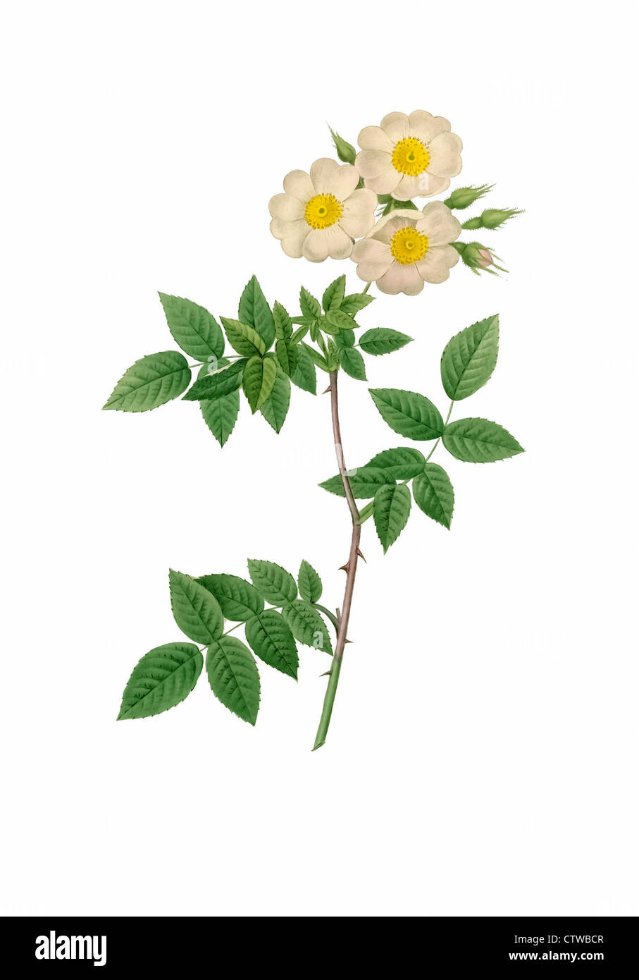 illustration of rosa collina fastigiata Stock Photo - Alamy