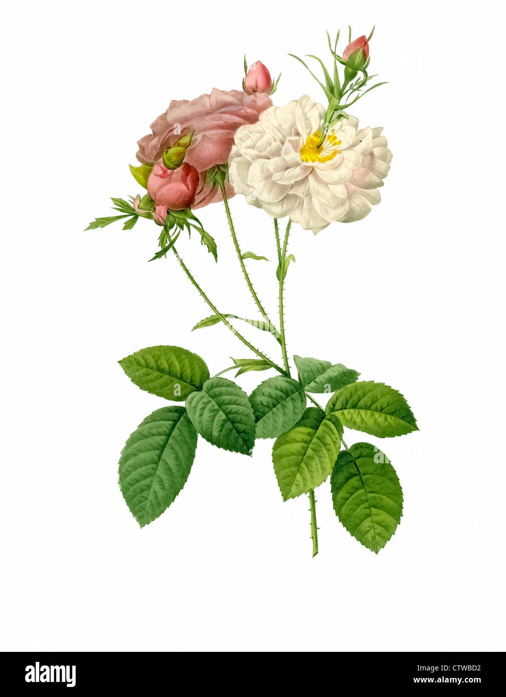 illustration of rosa damascena celsiana prolifera, variation of the ...