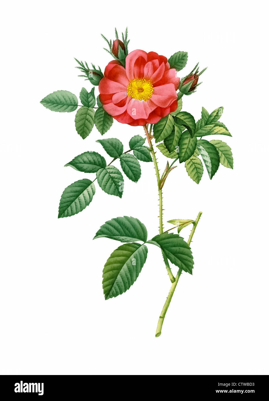 illustration of rosa damascena coccinea, variation of the Damask rose ...