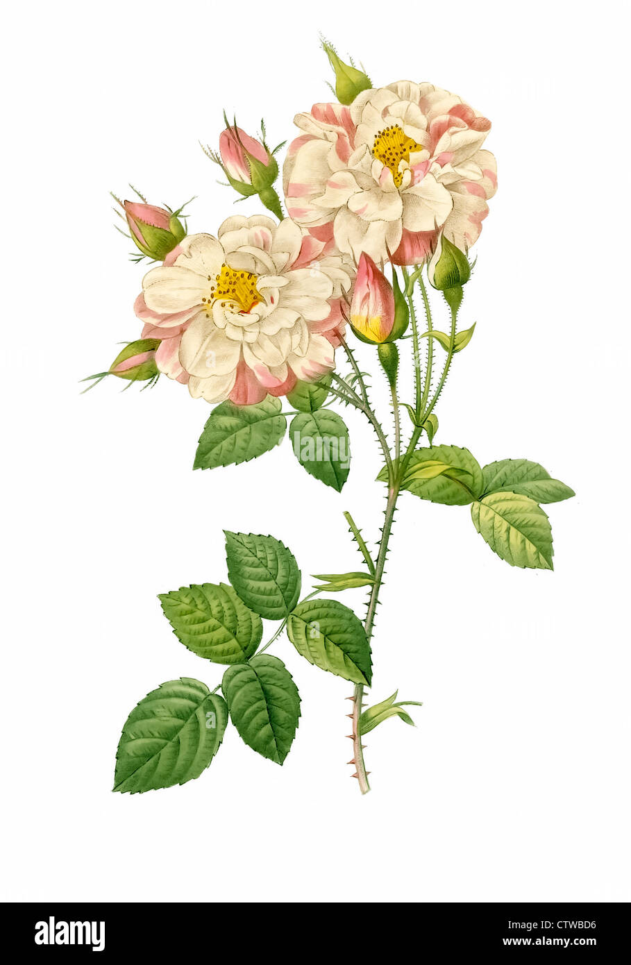 illustration of rosa damascena variegata, variation of Damask rose, the ...