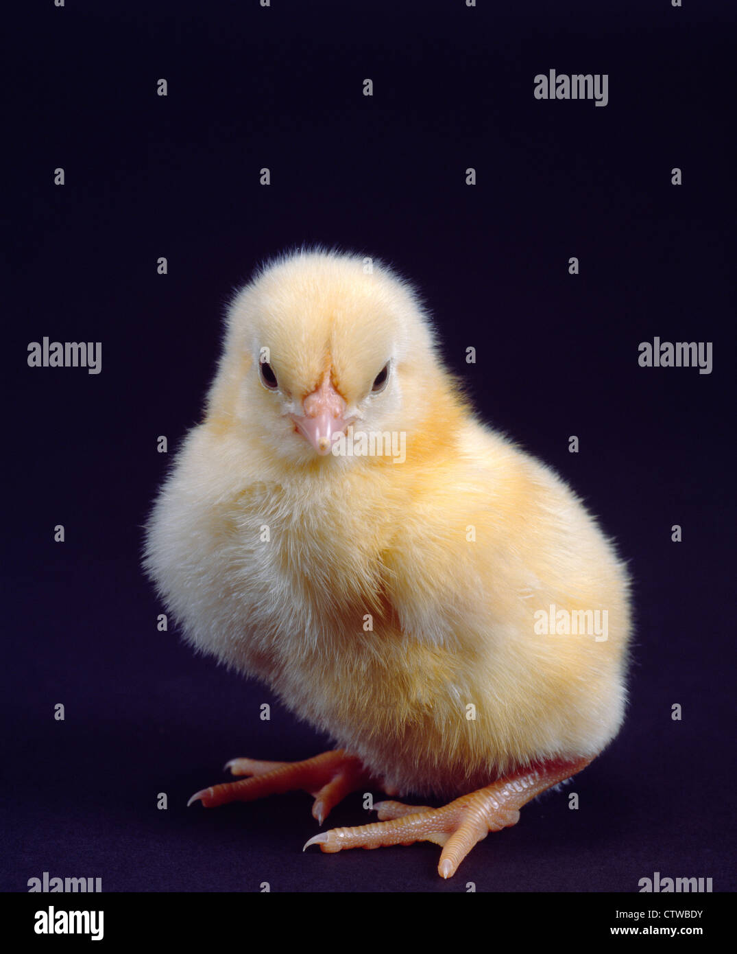 HUBBARD CROSS BROILER, 2 DAY / STUDIO Stock Photo - Alamy