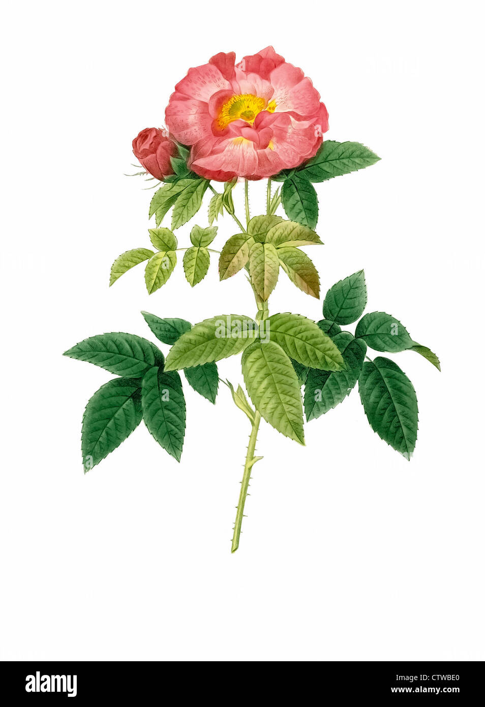 Rosa gallica illustration hi-res stock photography and images - Alamy
