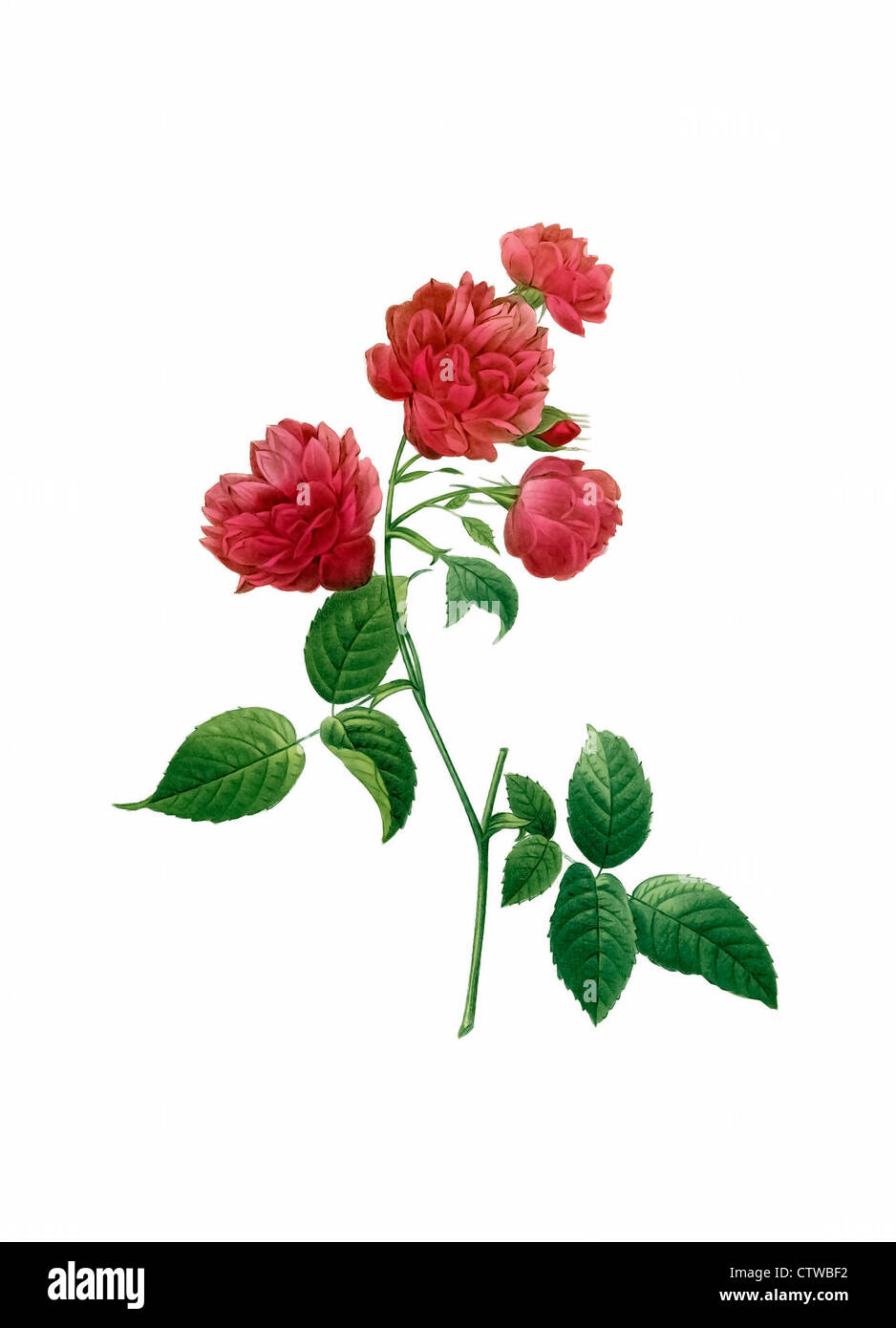 Rosa indica redoute hi-res stock photography and images - Alamy