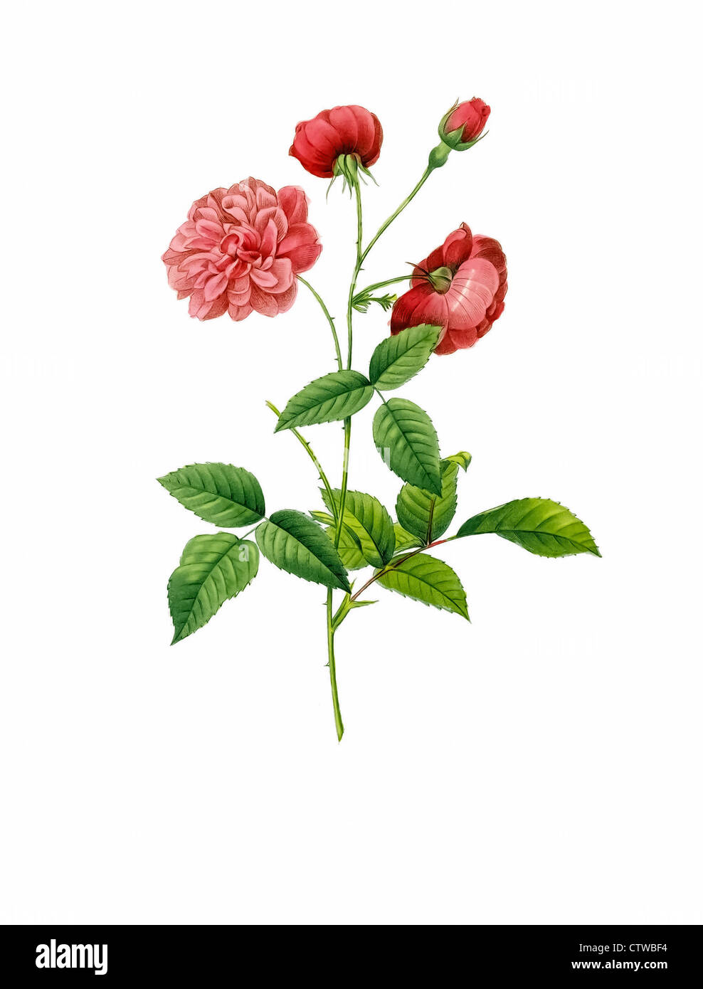 illustration of rosa indica dichotoma, animating China rose Stock Photo ...