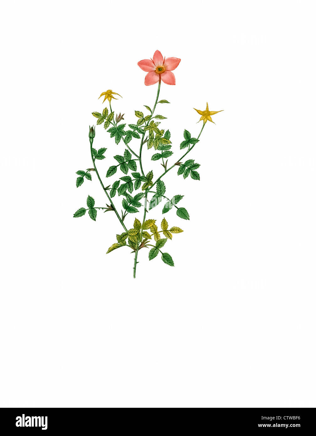 Illustration rosa indica hi-res stock photography and images - Alamy