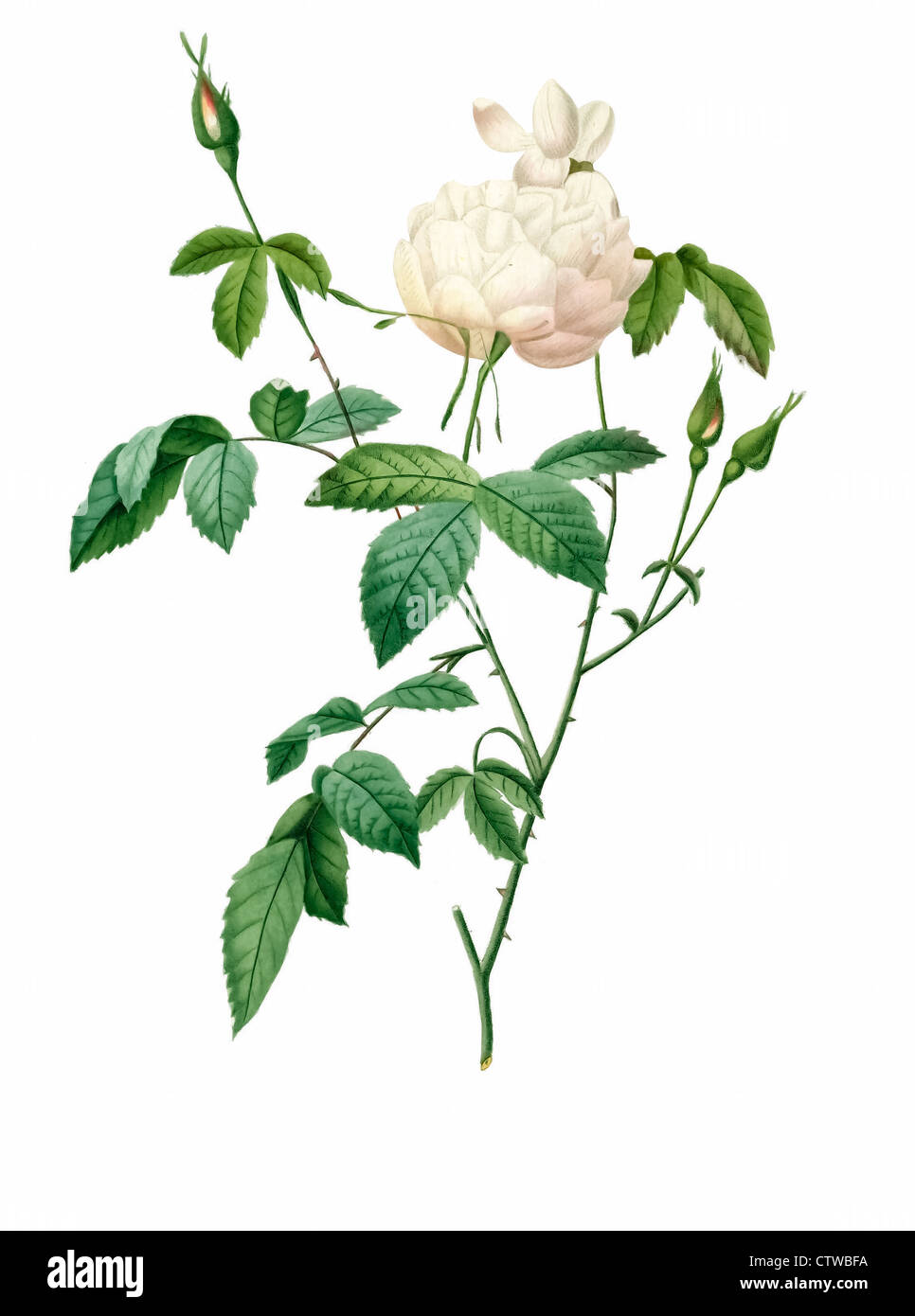 illustration of rosa indica subalba Stock Photo - Alamy