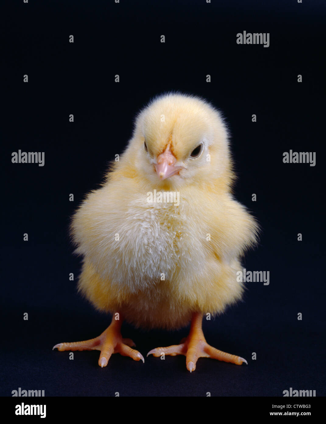 Commercial broiler hi-res stock photography and images - Alamy