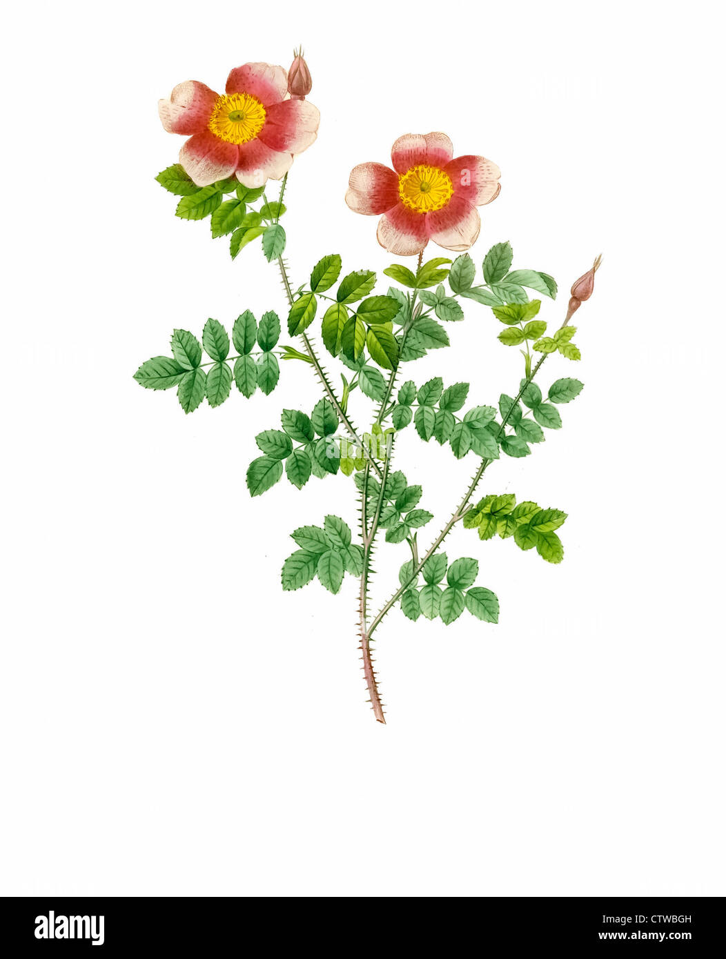 Variegato High Resolution Stock Photography and Images - Alamy