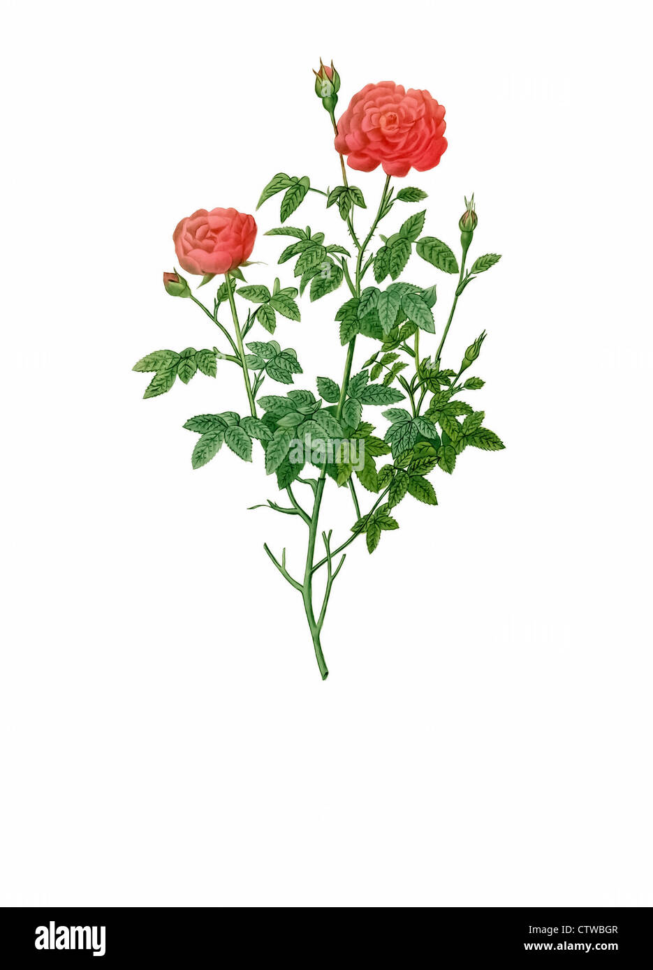 Pomponia hi-res stock photography and images - Alamy