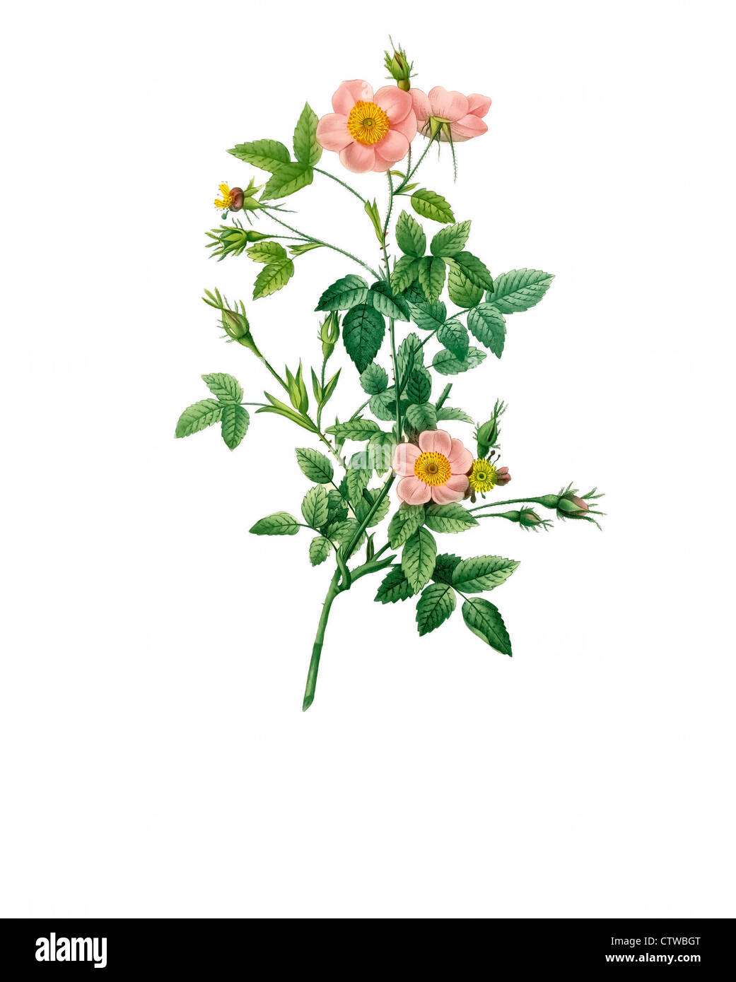 Pomponia hi-res stock photography and images - Alamy