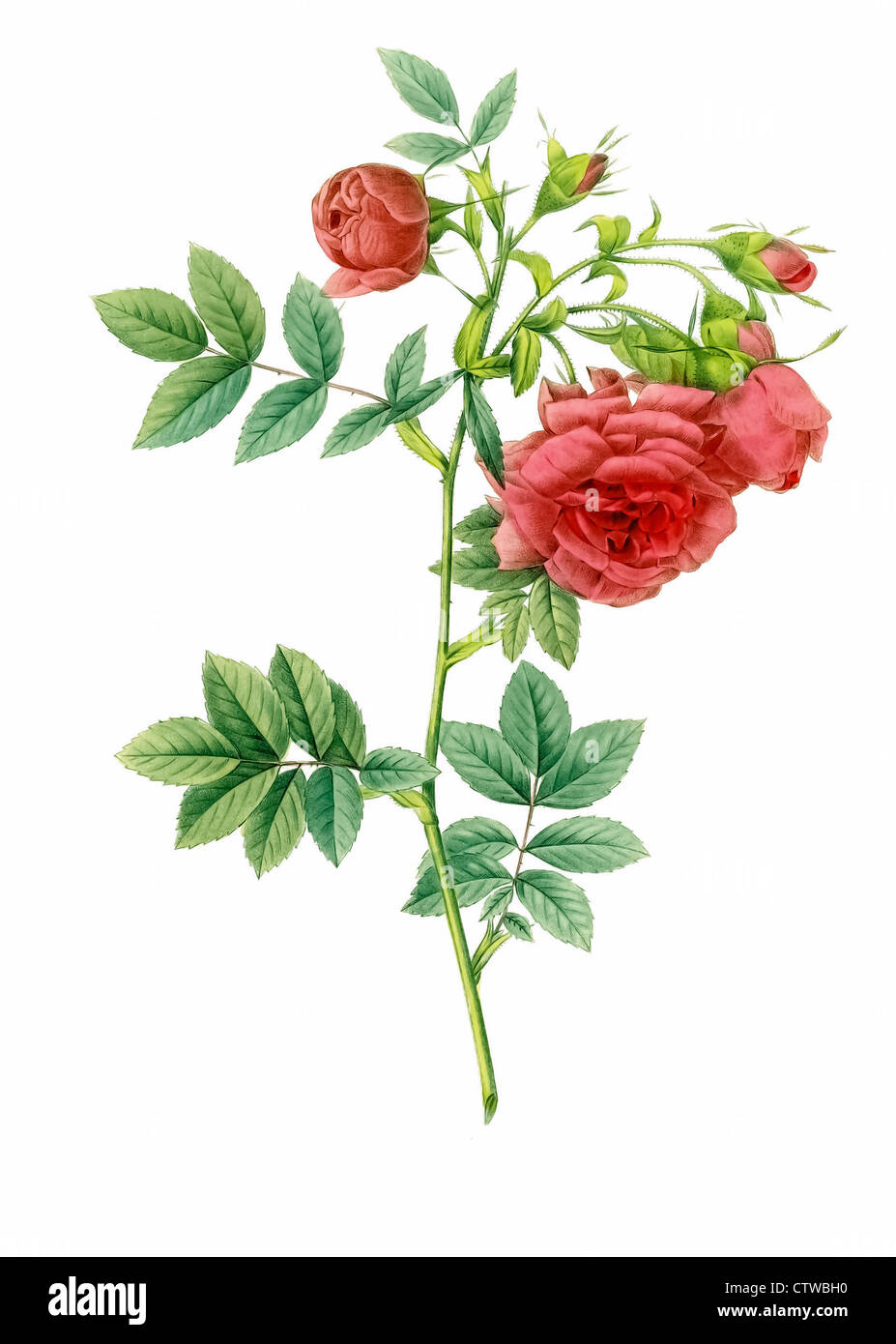 illustration of rosa rapa (Bosc' Rose Stock Photo - Alamy