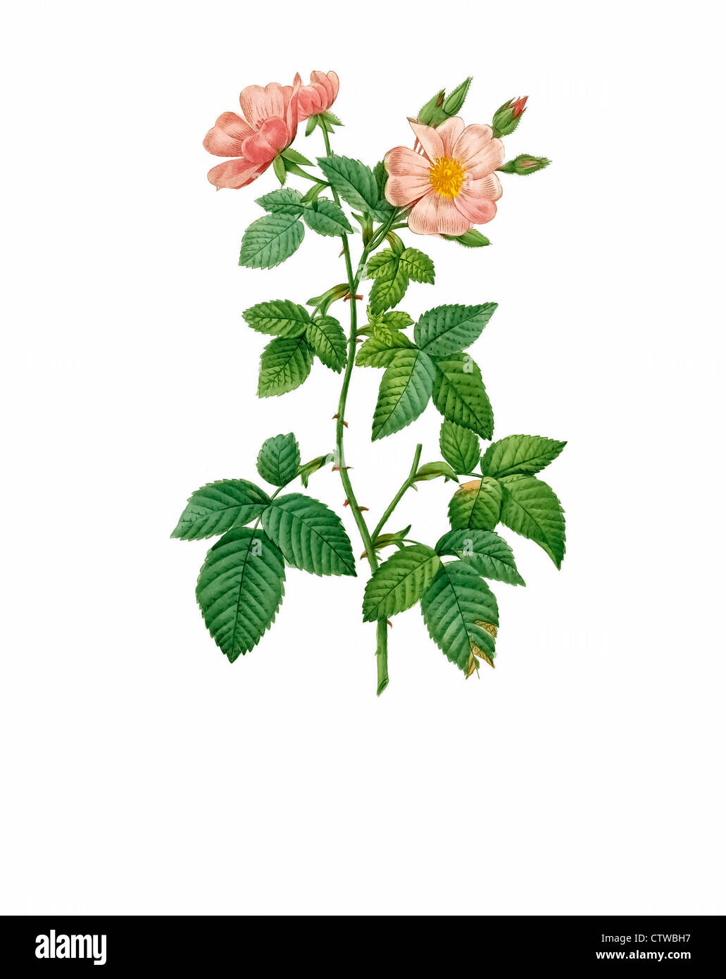 illustration of a rosa rubifolia (Rosa glauca ,Red-leaved Rose or ...