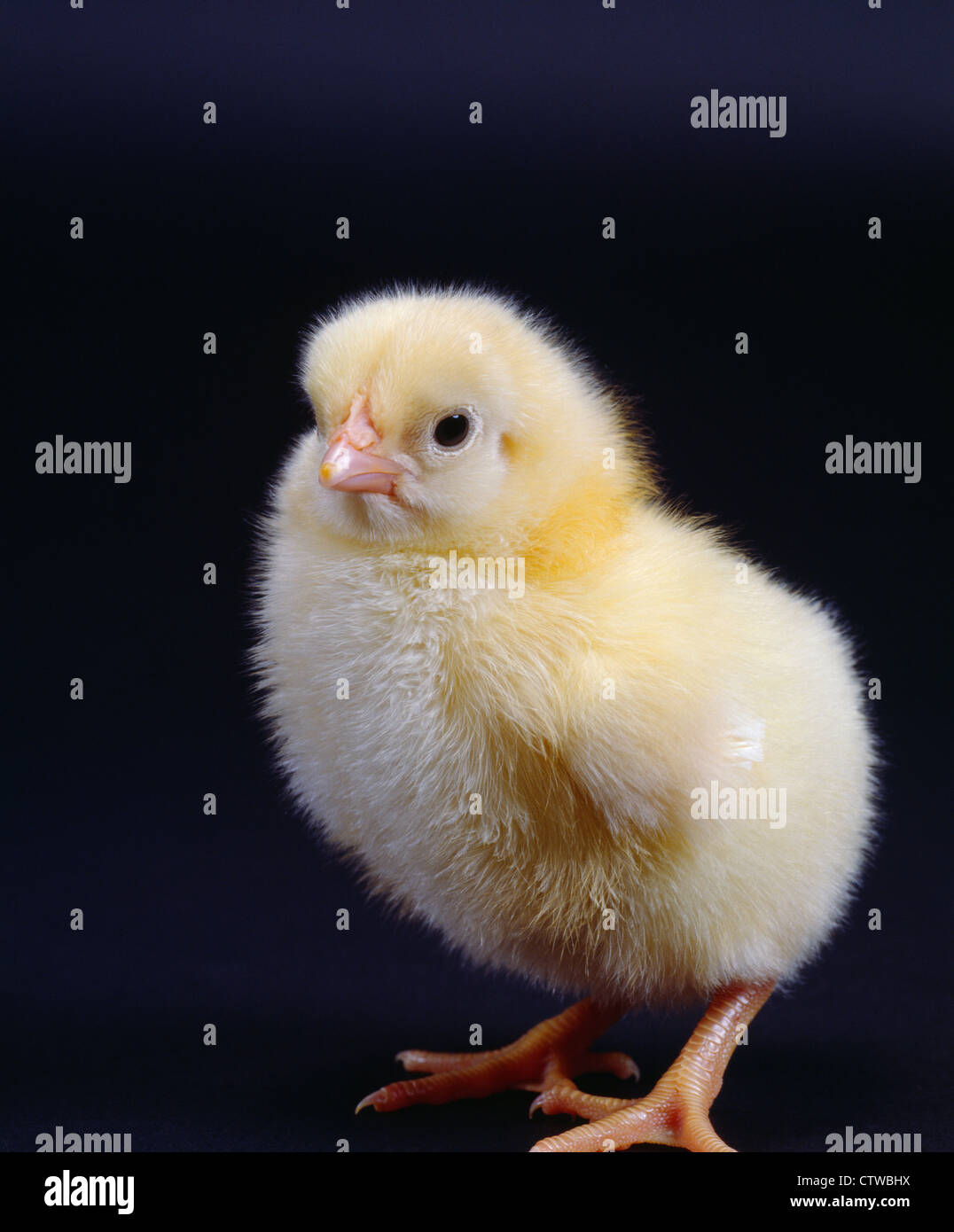 Hubbard chicken hi-res stock photography and images - Alamy