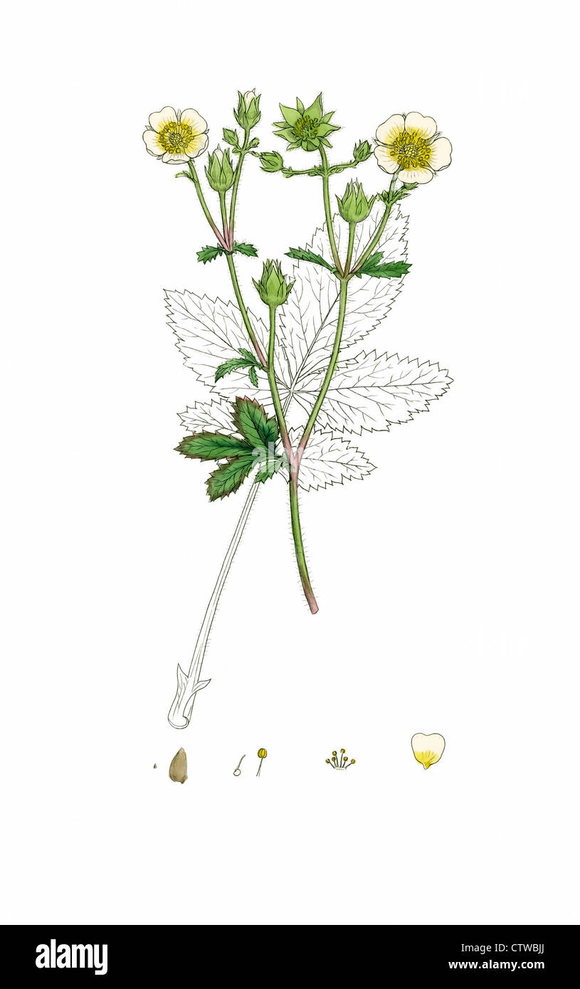 Cinquefoil illustration hi-res stock photography and images - Alamy
