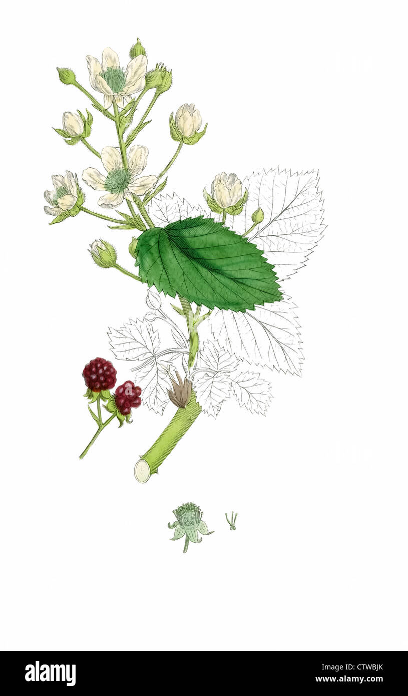 illustration of a suberect bramble Stock Photo - Alamy