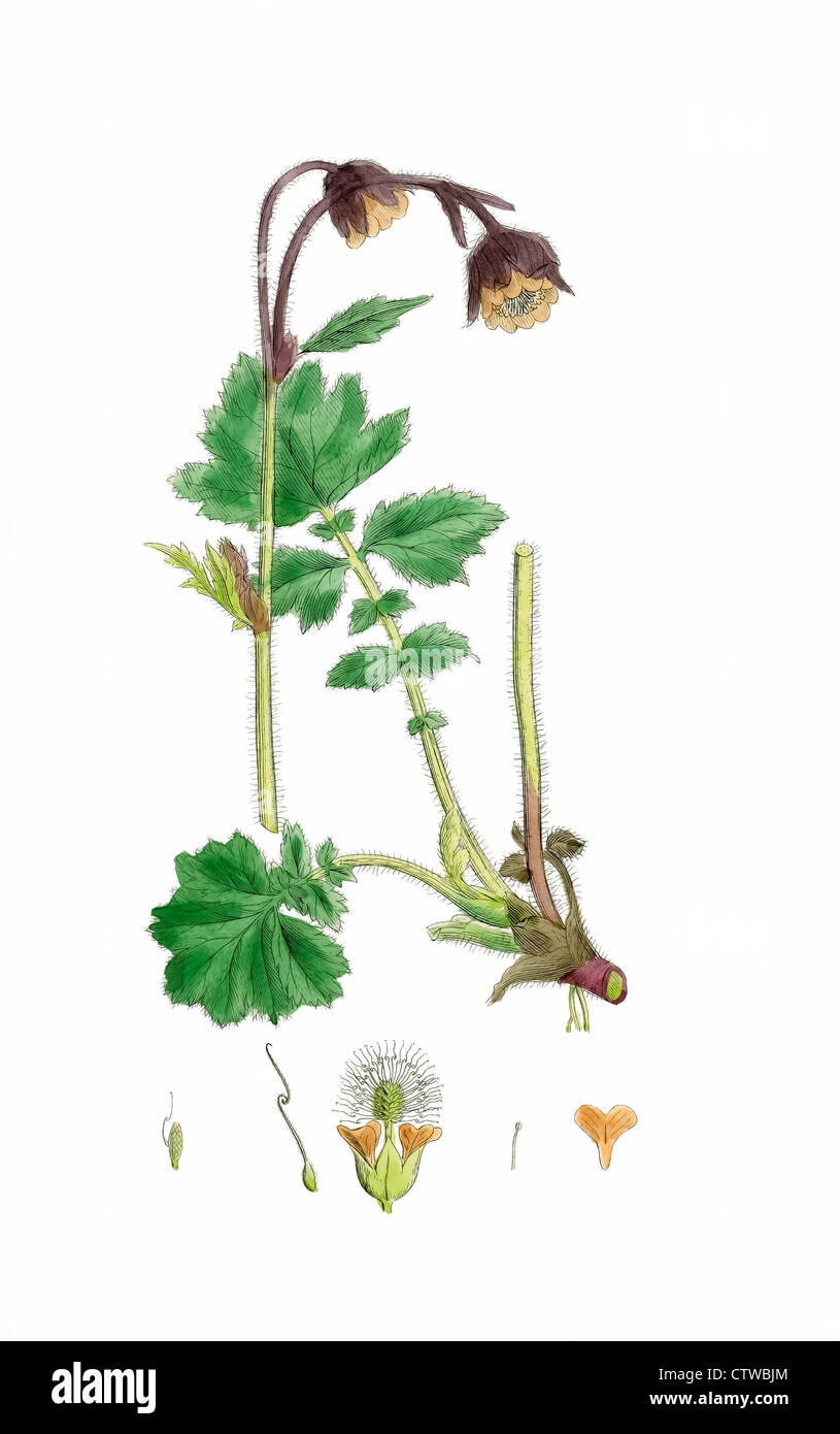 illustration of water avens Stock Photo - Alamy