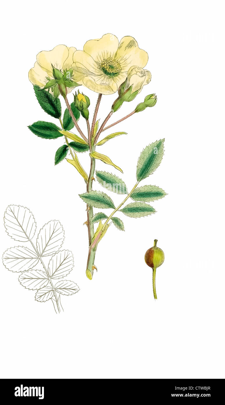 illustration of a white-flowered trailing rose Stock Photo - Alamy