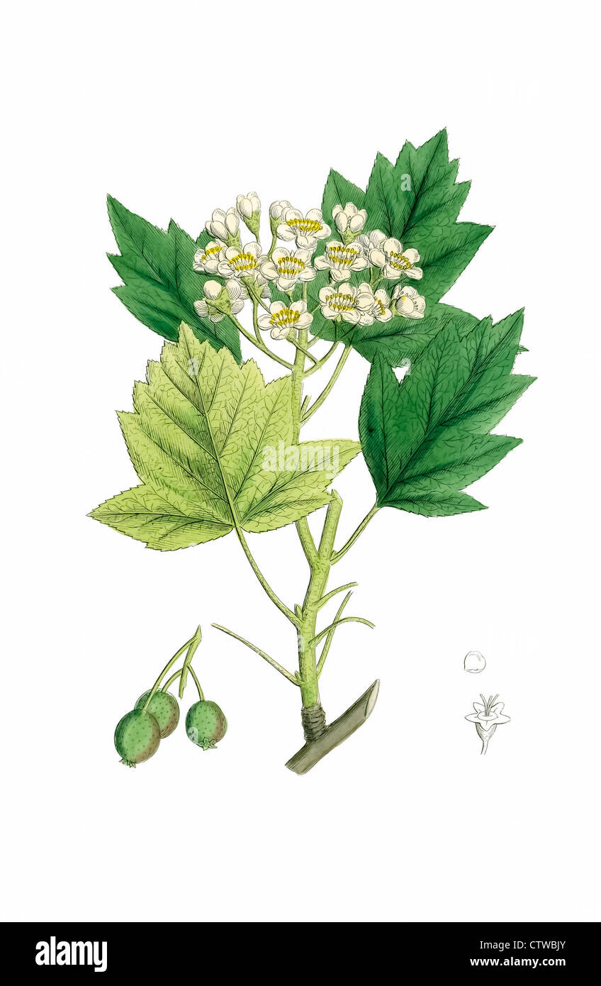 Wild service tree sorbus torminalis rosaceae hi-res stock photography ...