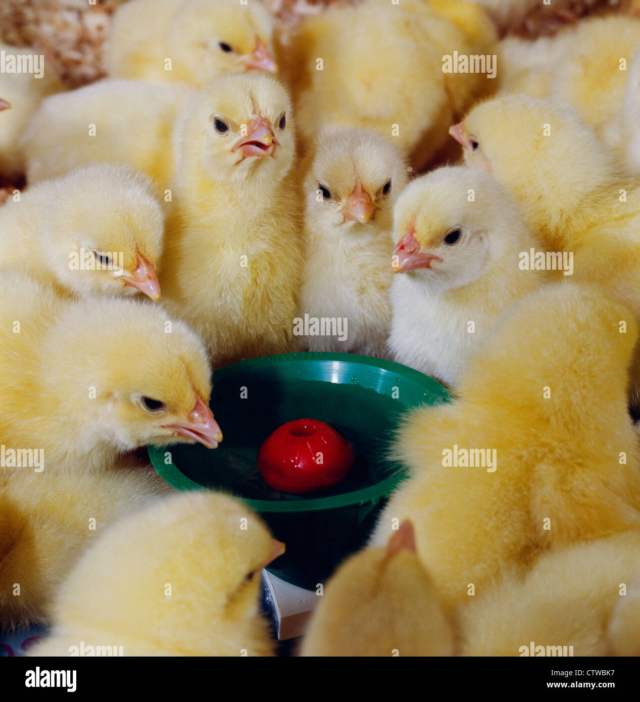HUBBARD CROSS BROILERS, 2 DAY OLD Stock Photo - Alamy