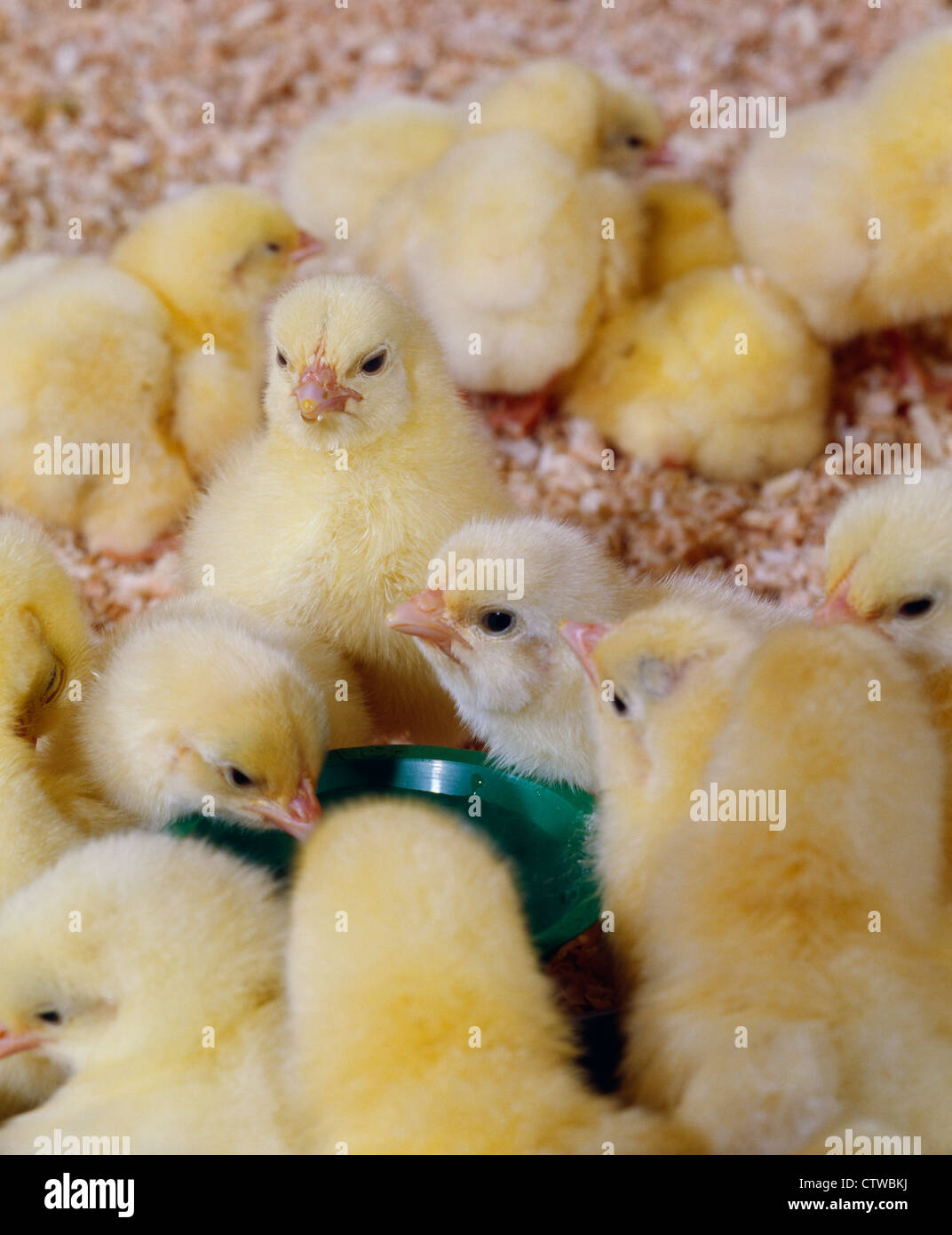 Day old broiler chicks hi-res stock photography and images - Alamy