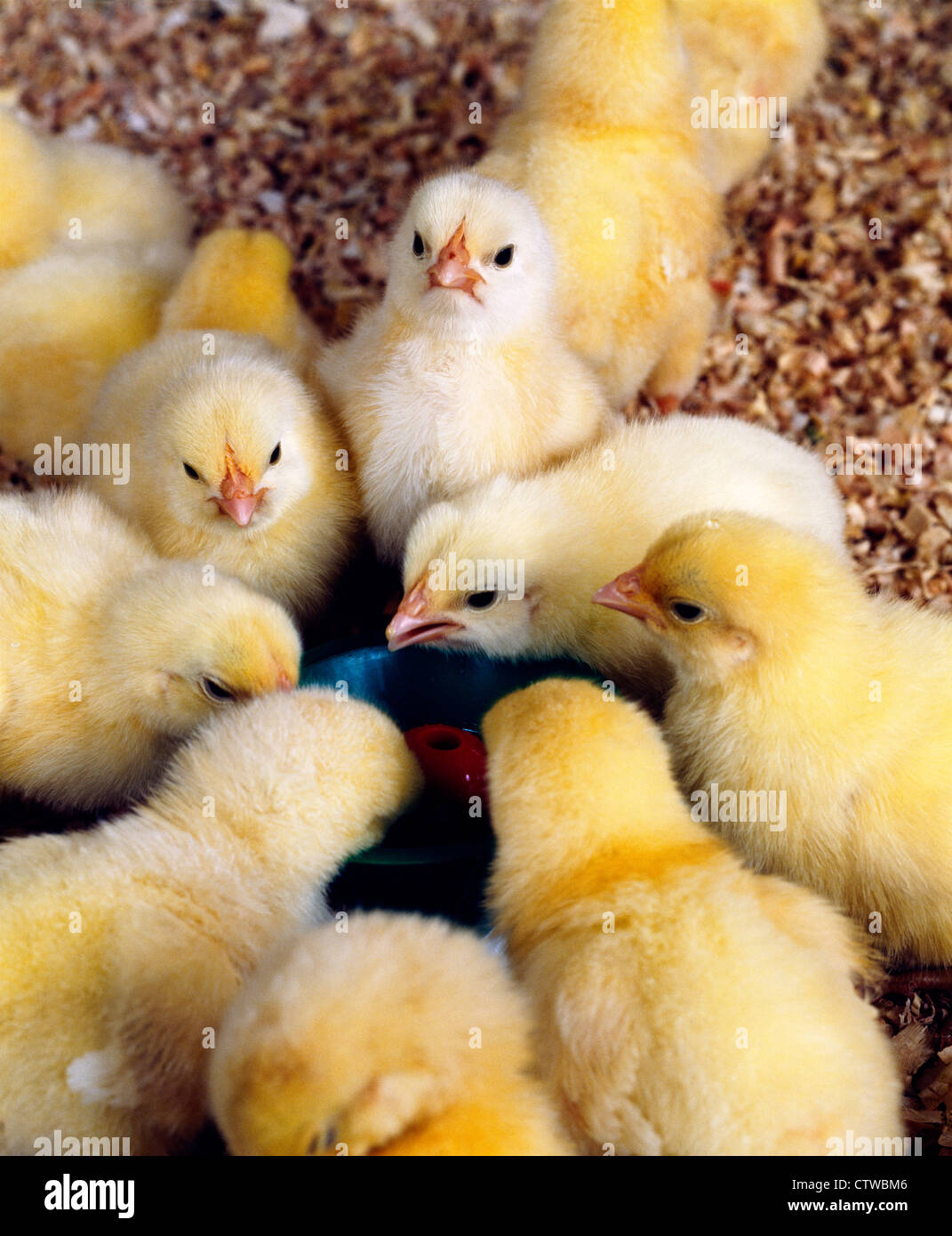 Day old broiler chicks hi-res stock photography and images - Alamy