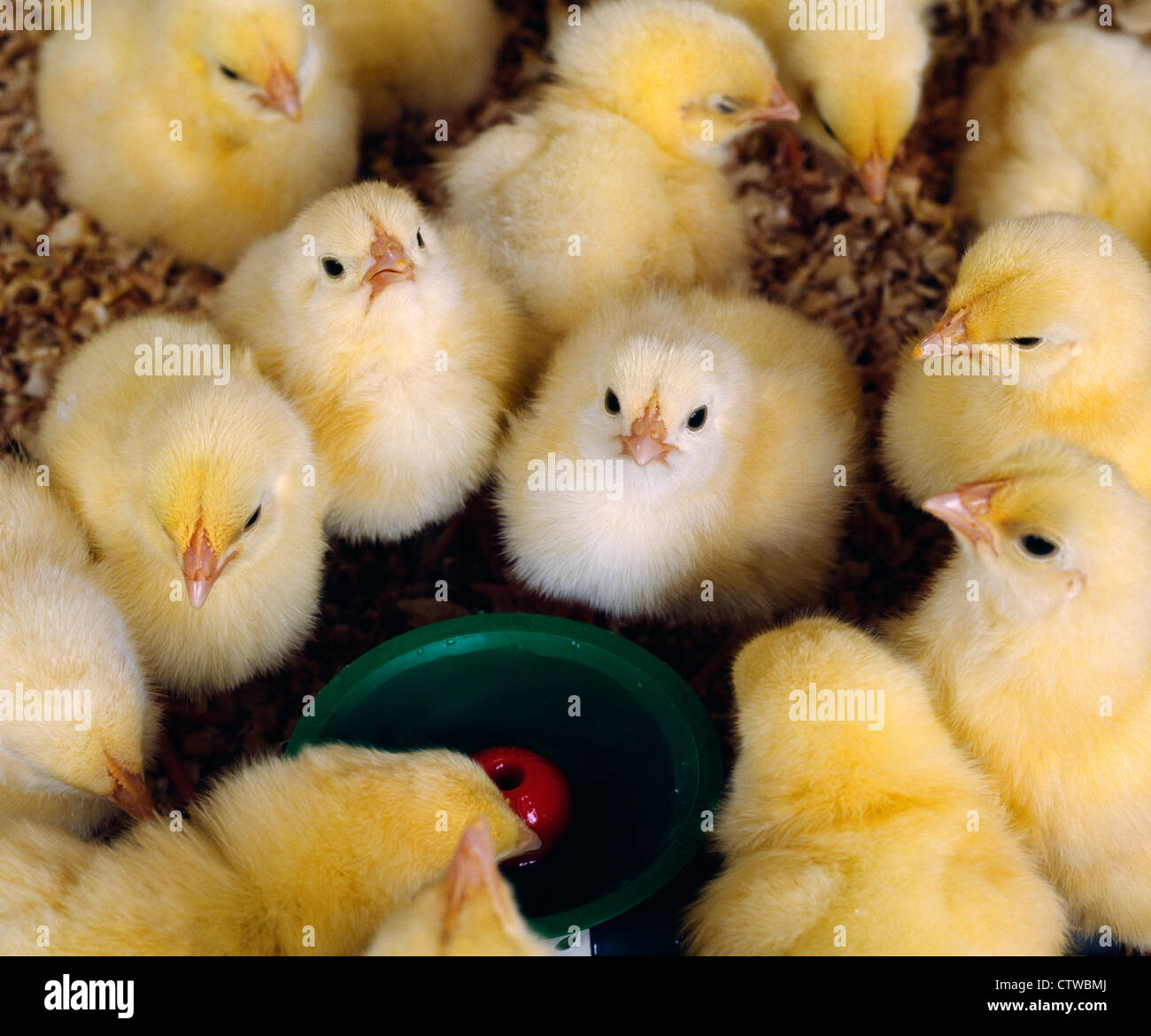 HUBBARD CROSS BROILERS, 2 DAY OLD Stock Photo - Alamy